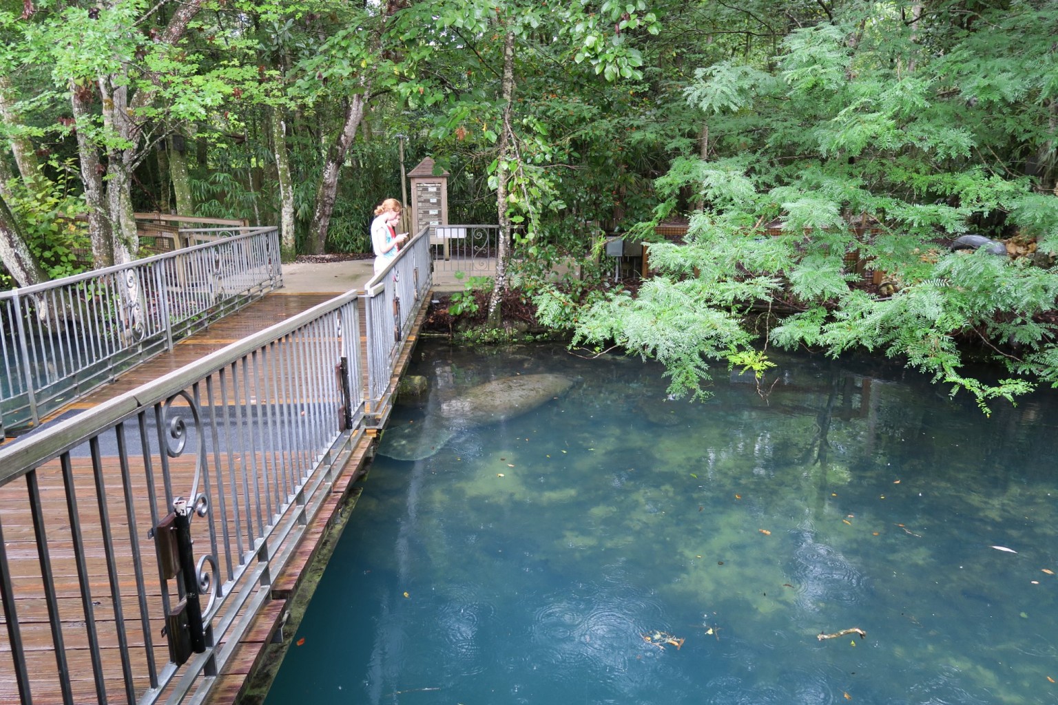 Tipps für Crystal River | meehr-erleben.de