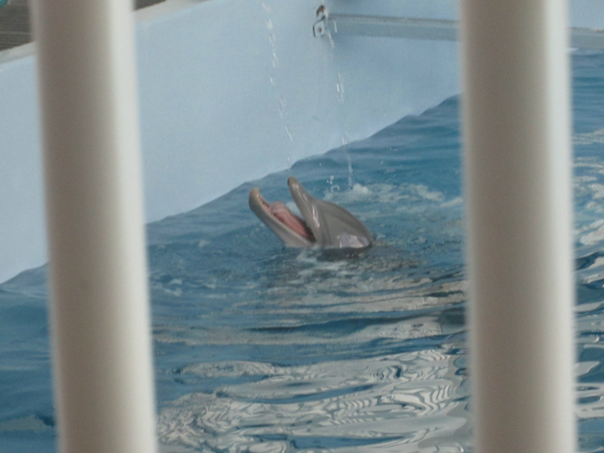 Marco Island: Auf Delfin-Tour in Florida | mee(h)r-erleben.de